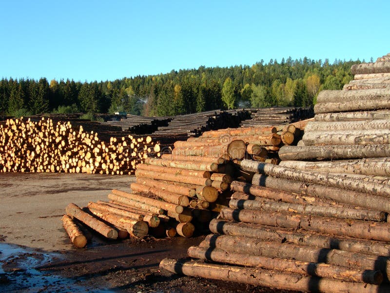 Boreal forest cut block stock photo. Image of road, skidder - 16626660