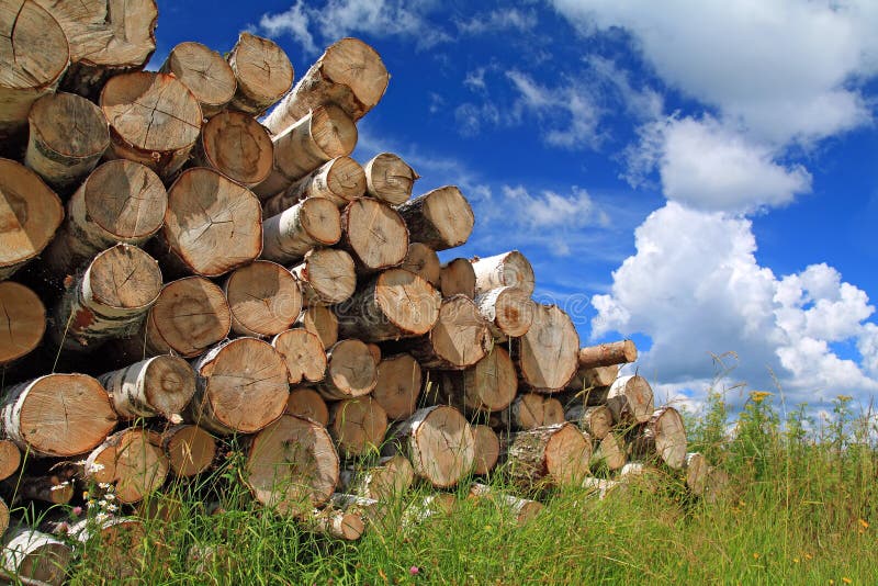 Timber stock photo. Image of rough, ring, logging, stacked - 25984846