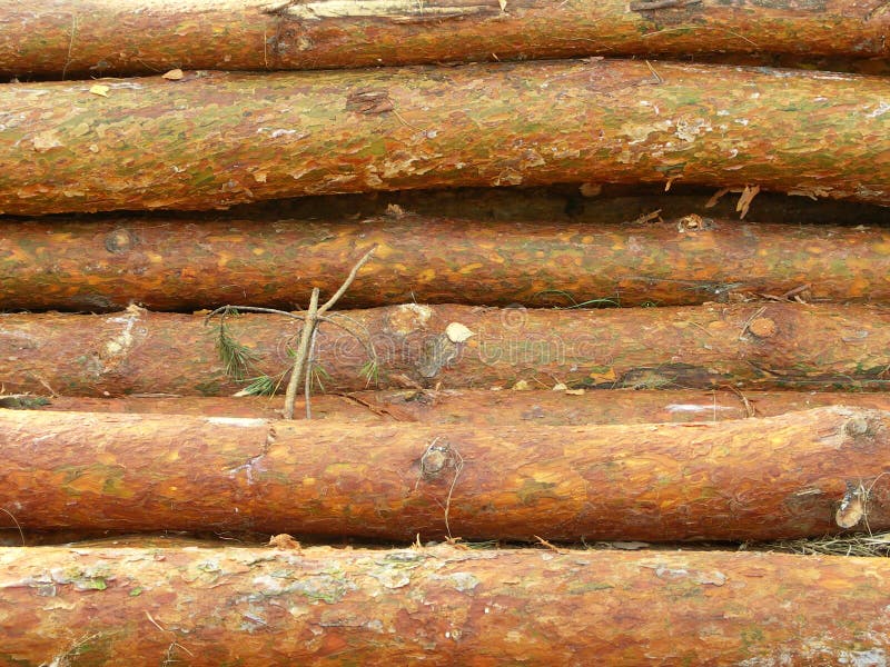Timber stock photo. Image of stack, logging, trunks, timber - 2939478
