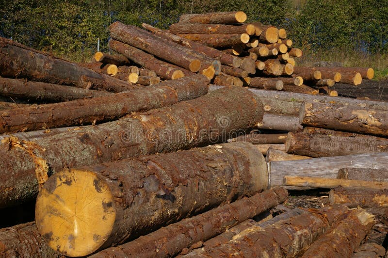 Timber saw cut from forest stock photo. Image of nature - 5289146