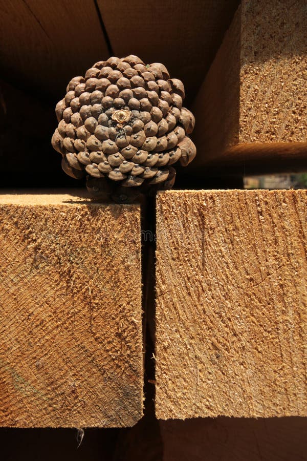 Timber stock photo. Image of carpentry, cone, fence, environment - 37777882