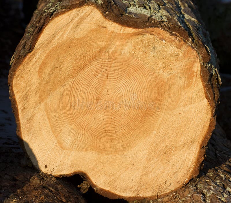 Timber stock photo. Image of trunk, ring, rings, wood - 8551198