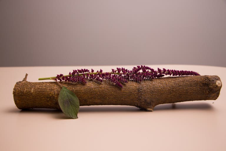 An timber with Amaranth stock photo. Image of nature - 126428522