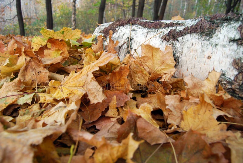Timber with autumn leaves stock image. Image of orange - 46245383