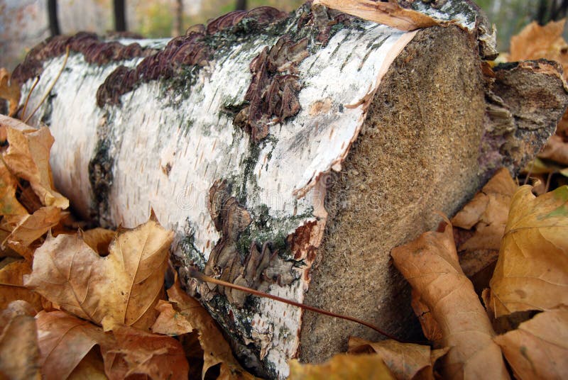 Timber with autumn leaves stock image. Image of comfort - 46245591