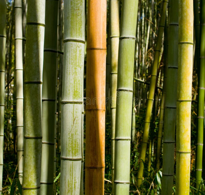 Timber Bamboo stock photo. Image of japan, japanese, china - 30622066