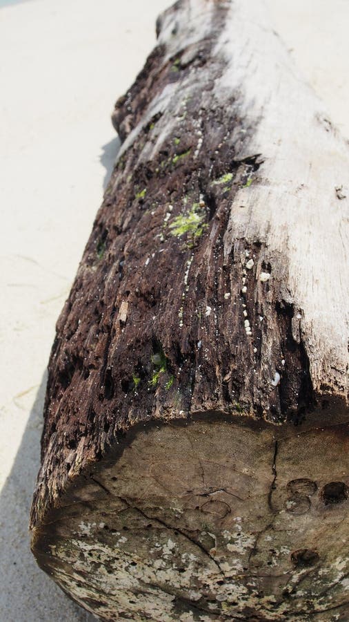 Timber on beach stock image. Image of dawn, nature, sand - 46325069