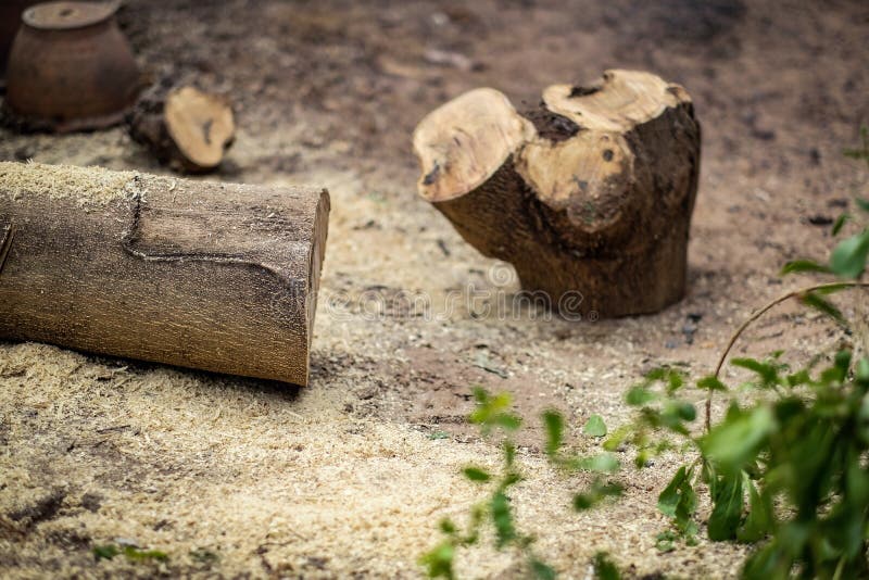 Timber after Being Cut by a Tree Cutter Stock Image - Image of cinnamon ...