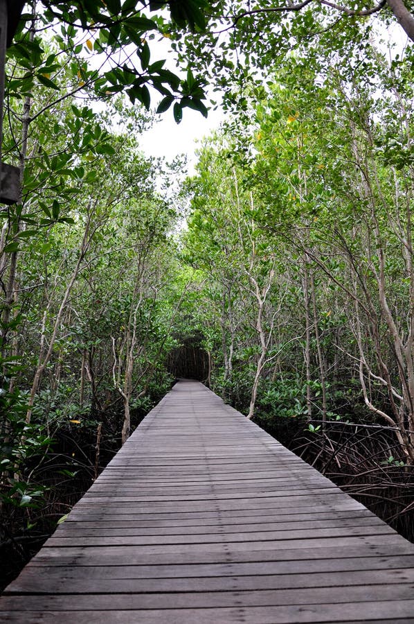 Timber Bridge stock photo. Image of intertidal, nature - 18397428