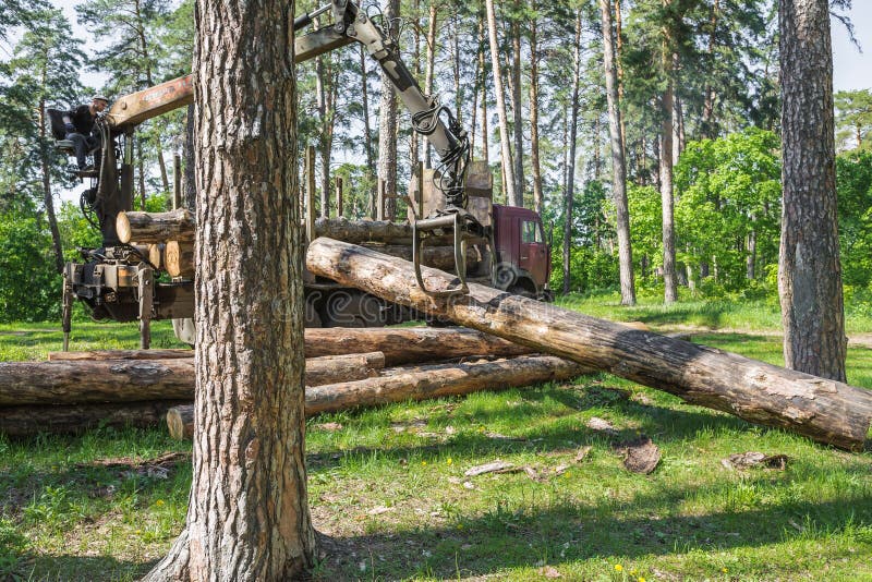 Timber Carrier with Large Sawn Logs at the Wood Storage Place Stock ...