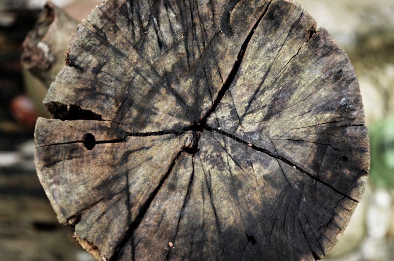 Timber circle. stock photo. Image of circle, organized - 79830666