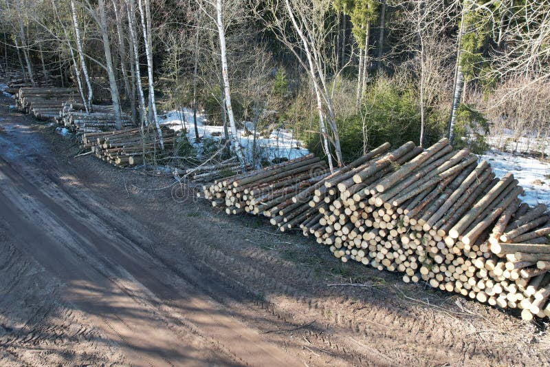 Timber cut theme stock photo. Image of manufacturing - 253381112