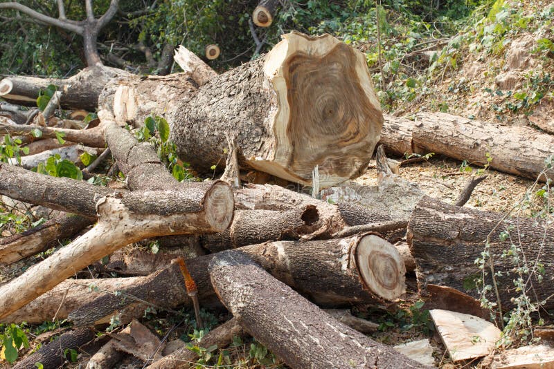 Timber Cutting Closeup Detail Stock Photo - Image of nature, wooden ...