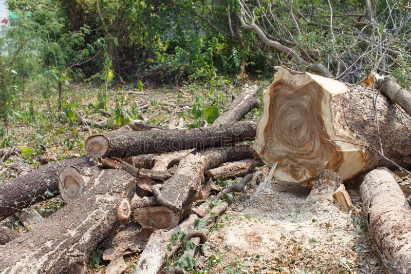 Timber Cutting, Forest Worker - Lumberjack Stock Image - Image of ...