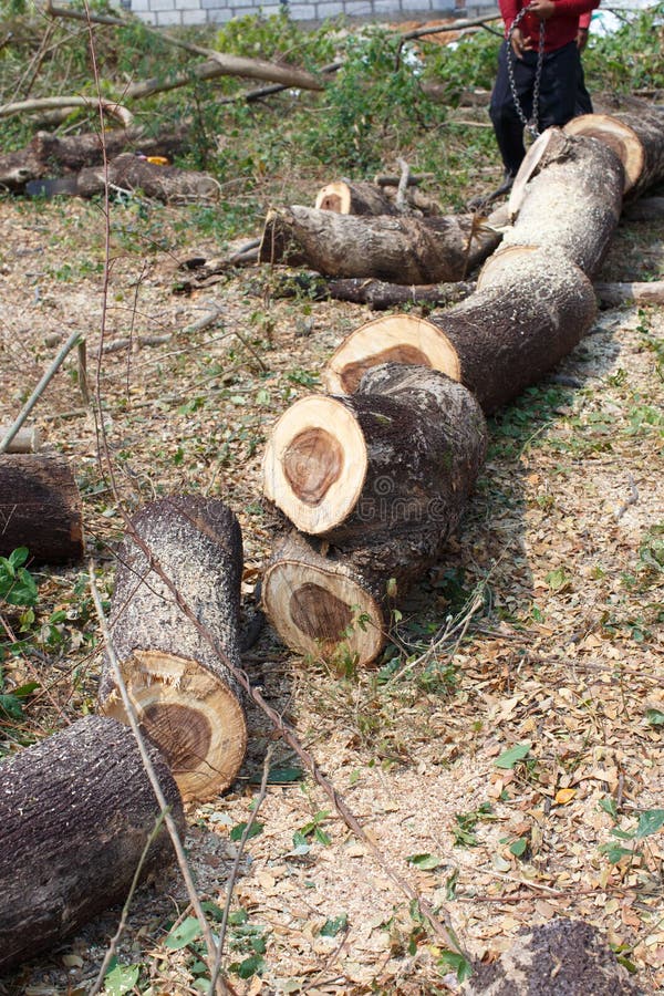 Timber Cutting, Forest Worker - Lumberjack Stock Image - Image of ...