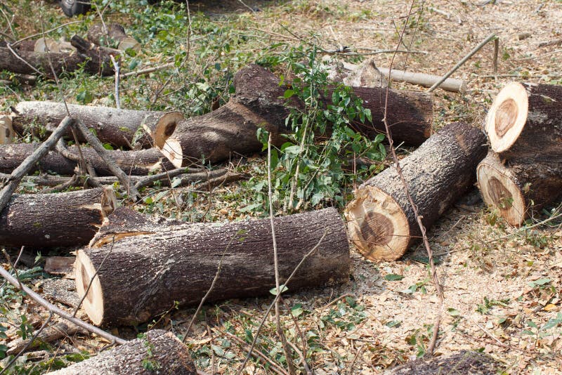 Timber Cutting Closeup Detail Object Stock Photo - Image of timber ...