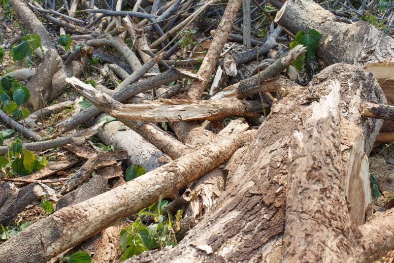 Timber Cutting, Forest Worker - Lumberjack Stock Image - Image of ...