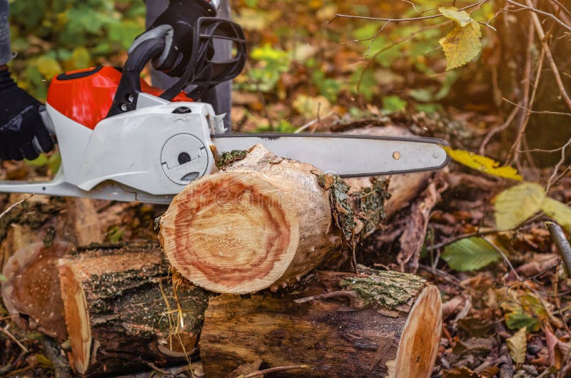 Timber Cutting: Lumberjack with Chainsaw in the Wild Stock Image ...