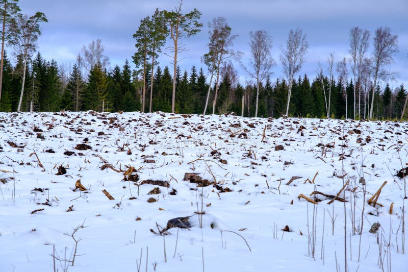 Timber Cutting. the Site of Deforestation in Winter. Stock Image ...