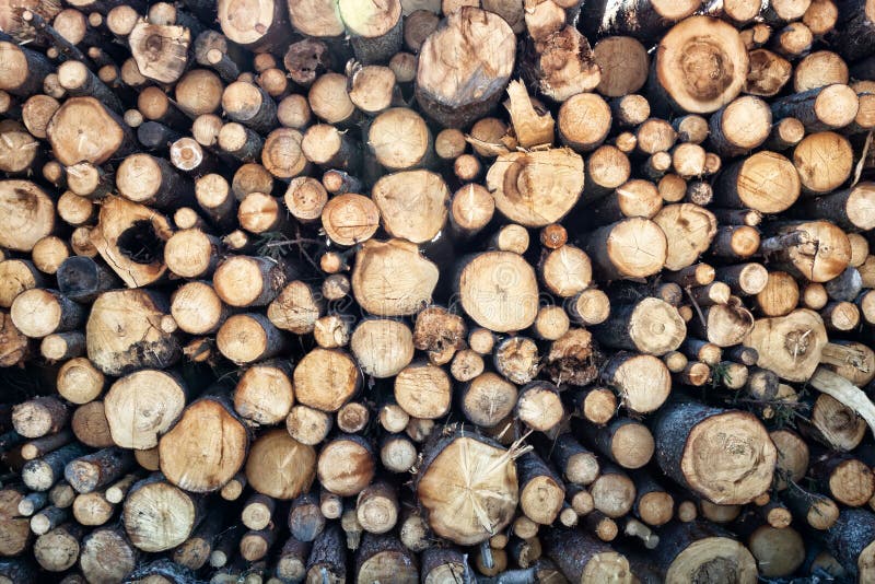 Timber Cutting. Stack of Spruce Logs Stock Photo - Image of cutover ...