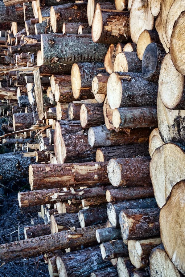 Timber Cutting. Stack of Spruce Logs Stock Image - Image of felling ...