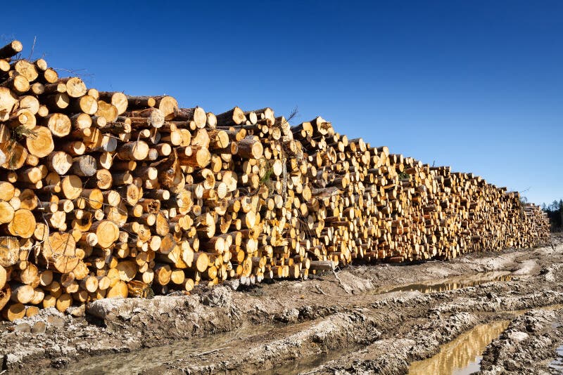 Timber Cutting. Stack of Spruce Logs Stock Photo - Image of firtree ...