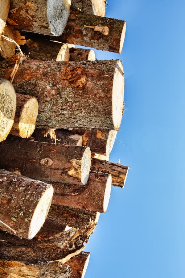 Timber Cutting. Stack of Spruce Logs Stock Image - Image of coniferous ...