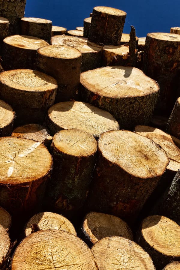Timber Cutting. Stack of Spruce Logs Stock Image - Image of cutover ...