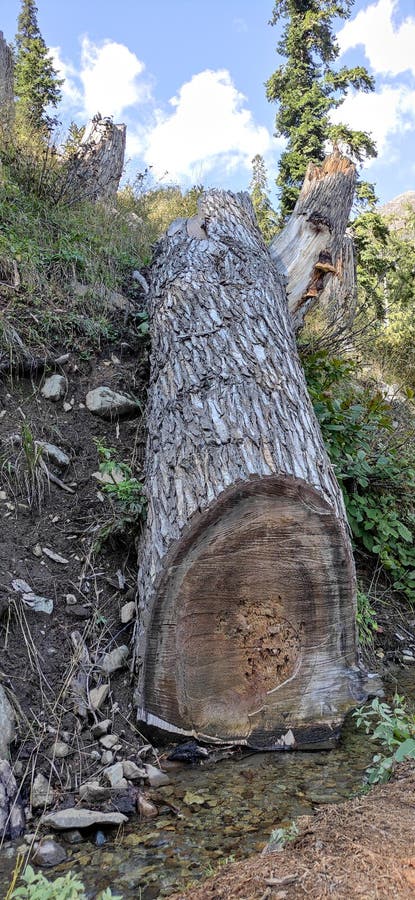 Timber stock image. Image of fall, wind, forest - 232495017