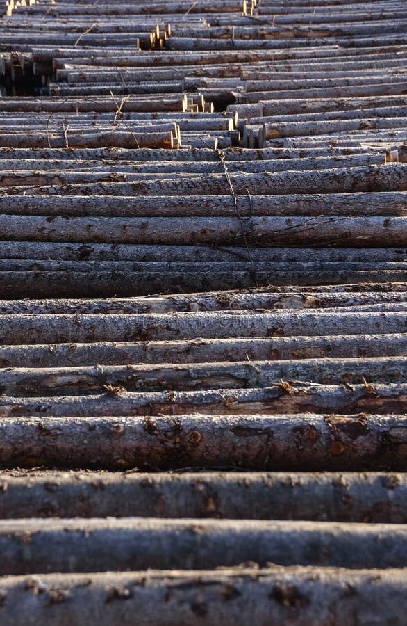 Timber Floating on the River Stock Photo - Image of morning, abundance ...