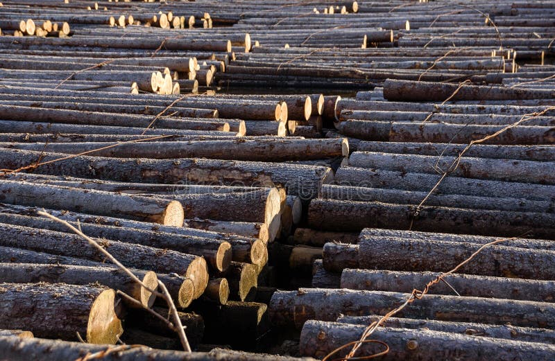 Timber Floating on the River Stock Image - Image of distribution, high ...