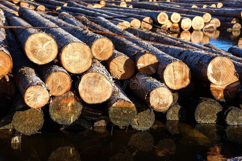 Timber Floating on the River Stock Photo - Image of morning, river ...
