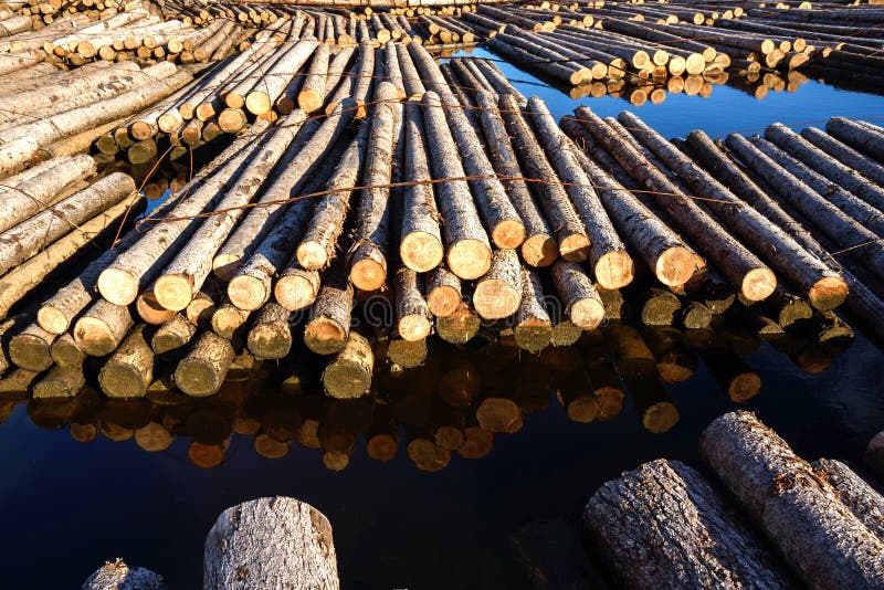 Timber Floating on the River Stock Photo - Image of group, nature: 75990198