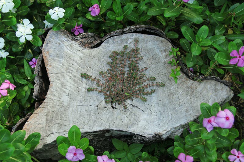 Timber flower stock photo. Image of beauty, aquifolium - 867556