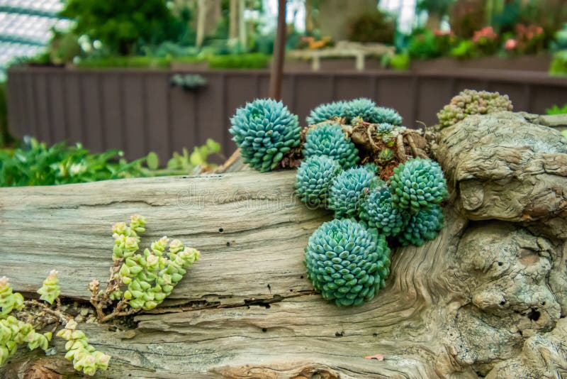 Timber with Flower in the Garden. Stock Image - Image of crop ...