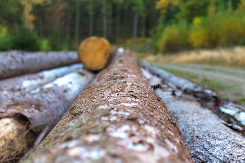 Timber in the Forest Background Stock Image - Image of wood, forest ...