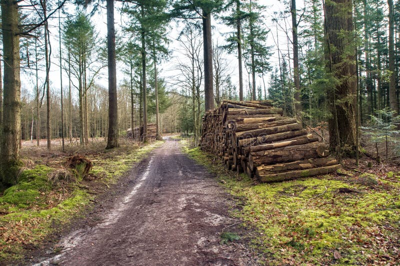 Timber in the Forest stock photo. Image of logging, lumber - 282995964