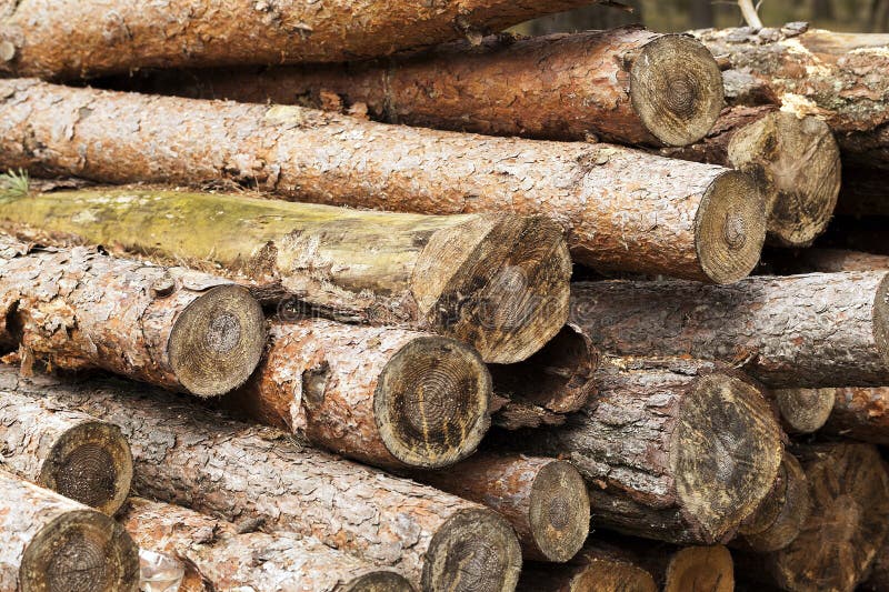 Timber. forest. Spring stock photo. Image of deforestation - 69006080