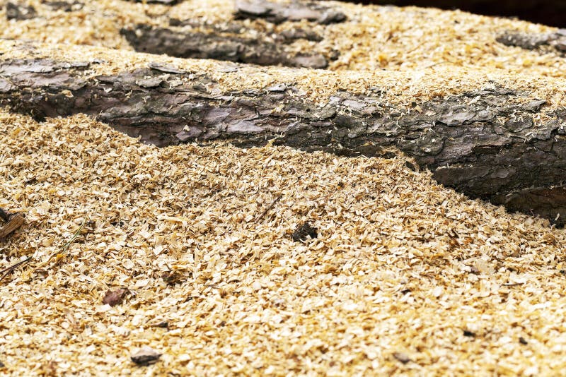 Timber. forest. Spring stock image. Image of damage, obsolete - 69006135