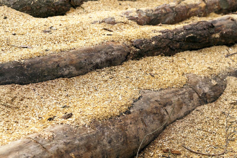 Timber. forest. Spring stock photo. Image of bunch, plank - 70586378