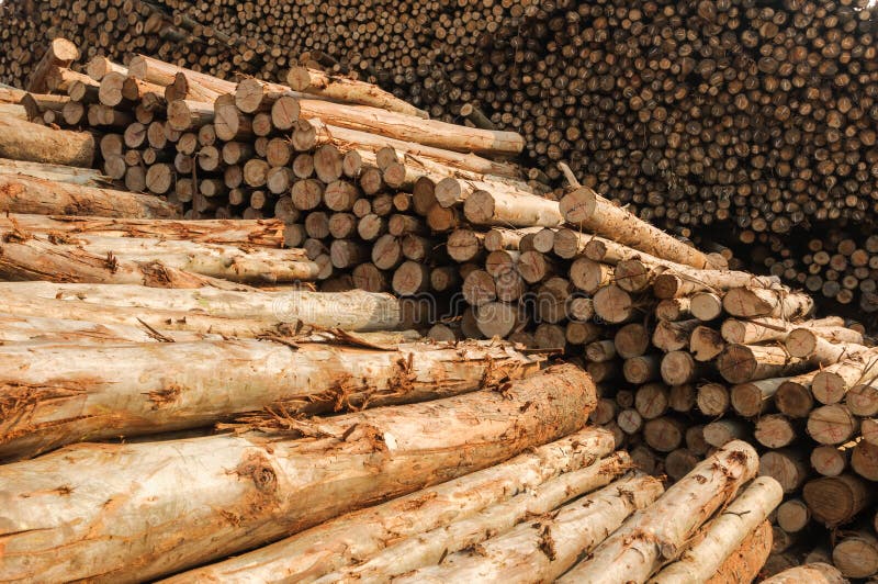 Timber stock image. Image of felling, flora, lumber, harvest - 35844325