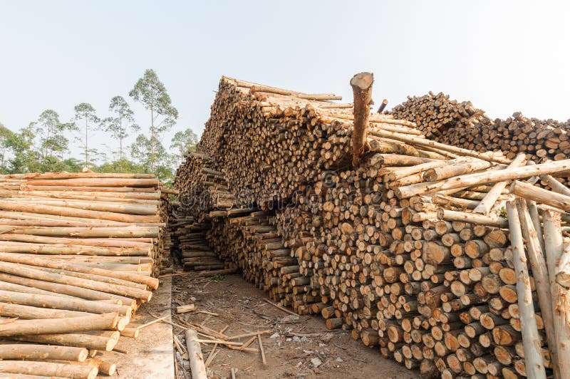 Timber stock photo. Image of stick, eucalyptus, stacking - 35844440