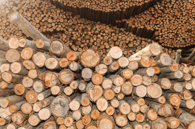 Timber stock photo. Image of basic, beech, deck, nature - 35844762