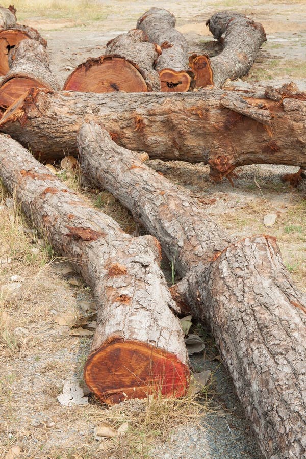 Timber on the ground stock photo. Image of animal, deforest - 66997454