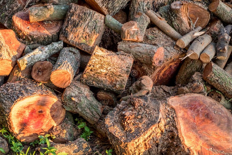 Timber on the Ground at Sunset I Stock Photo - Image of lumber, wood ...