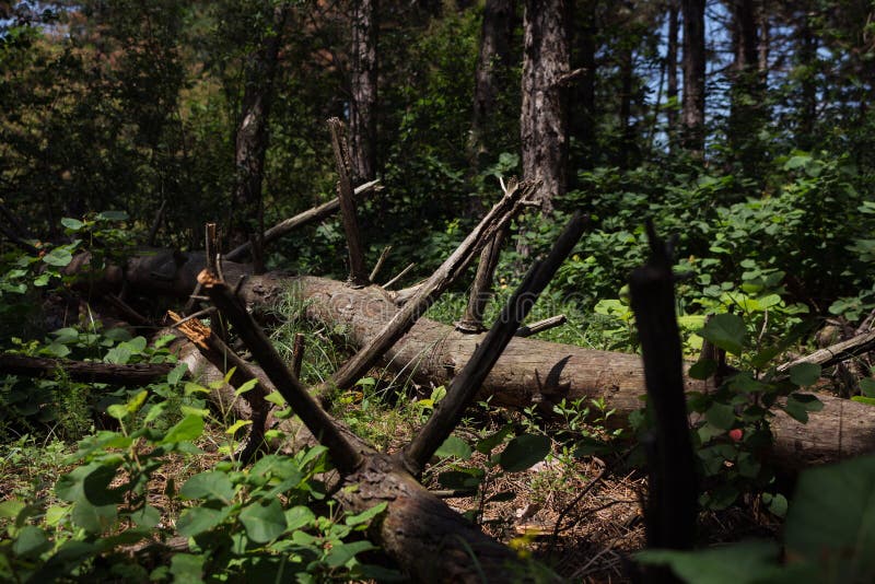 Timber on the Ground in the Forest Stock Image - Image of plant ...