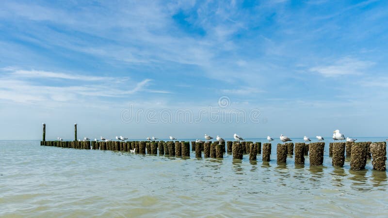 Timber Groynes on the Beach at the North Sea Stock Photo - Image of ...