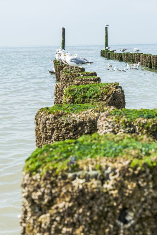 201 Timber Groynes Stock Photos - Free & Royalty-Free Stock Photos from ...