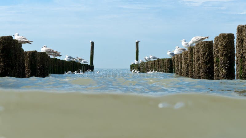 Timber Groynes on the Beach at the North Sea Stock Photo - Image of ...