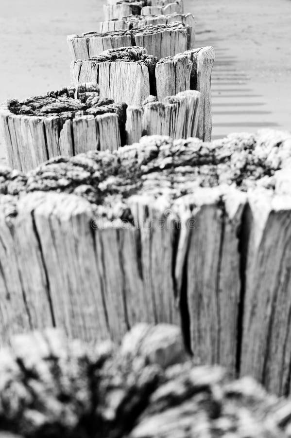 Timber Groynes on the Beach at the North Sea Stock Image - Image of ...